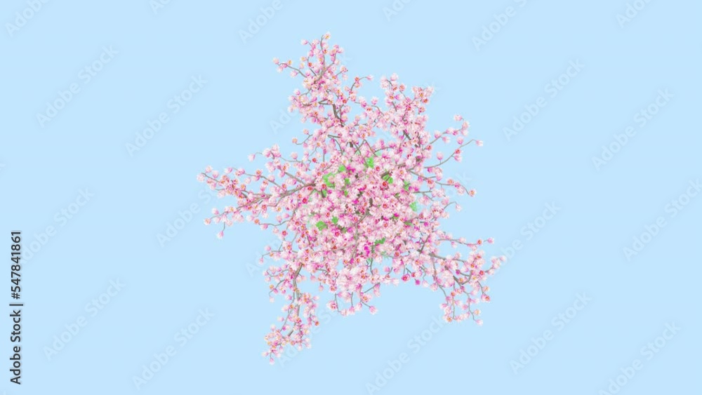Sakura flower on a white background 3D animation, Flowering shrubs ...