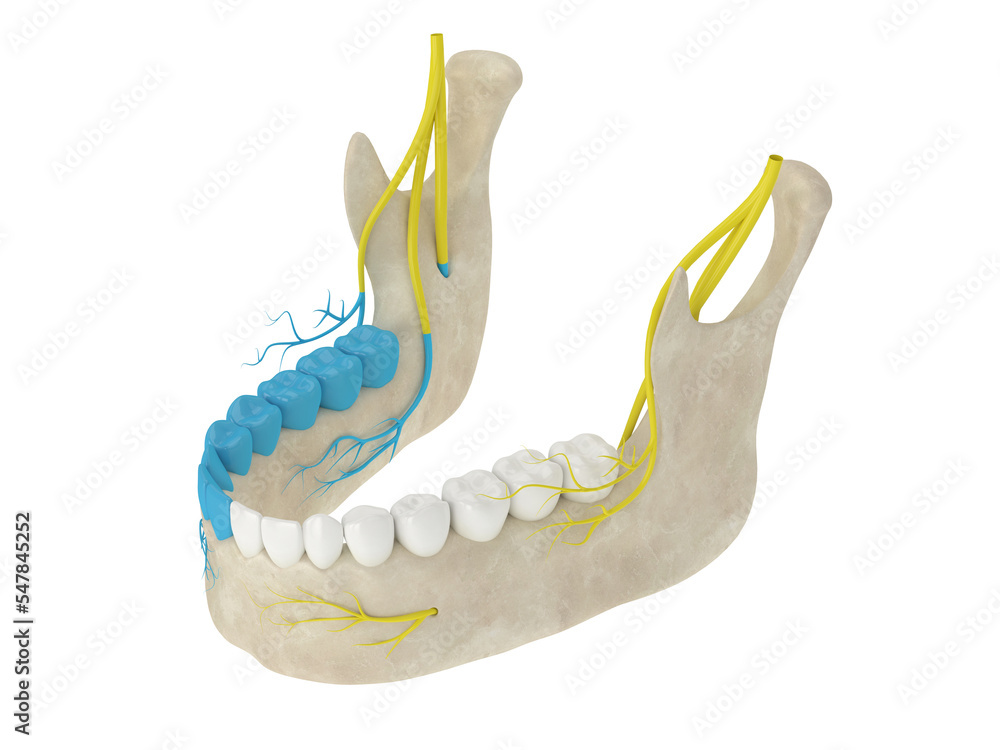 3d render of mandibular arch showing blocked inferior alveolar nerve ...