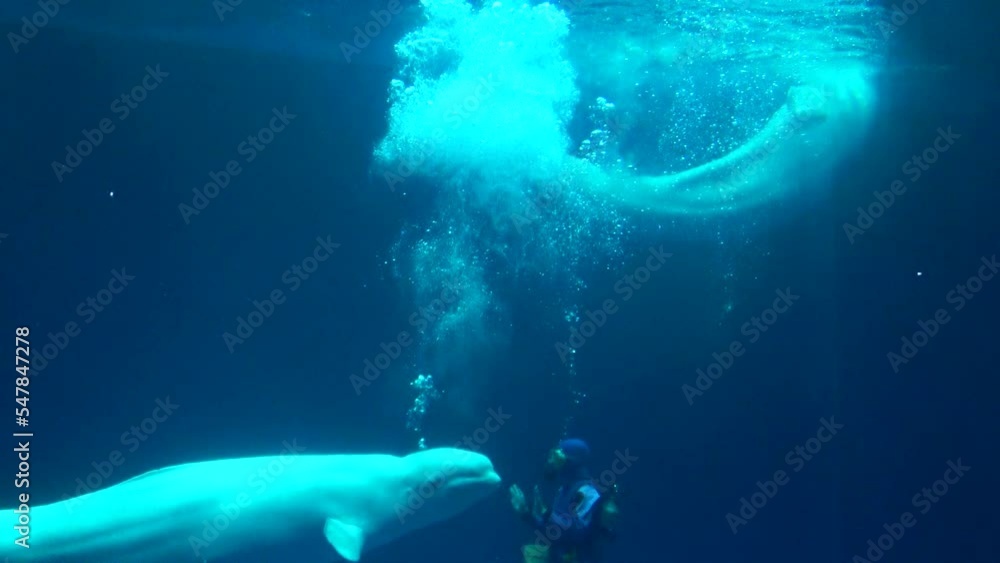 Beluga whale shaking its head with rhythm underwater. Delphinapterus leucas. White whales. 4K ...