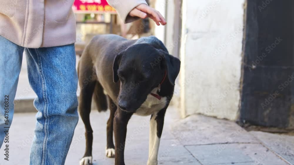 little girl petting a sick big stray dog on the sidewalk. animal ...