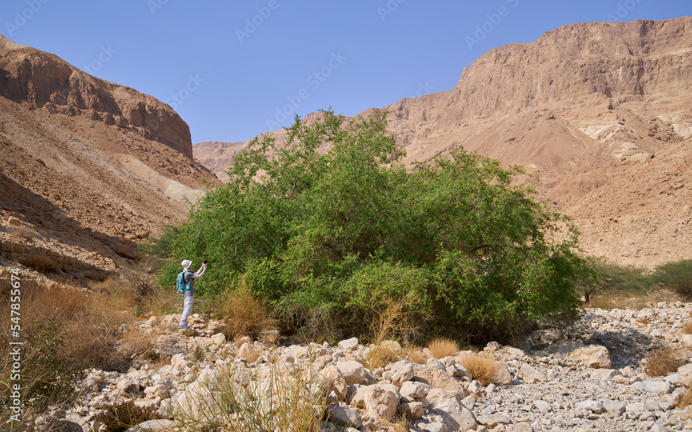 Female tourist posing near a large green acacia tree inside a dry wide ...