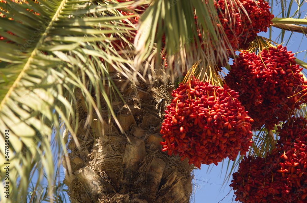 Beautiful date palms, decoration of the desert and the sea coast ...