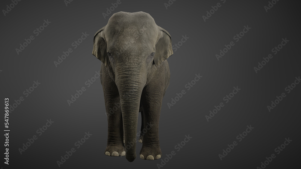 Elephant slowly walking on gray background, perfect for digital ...