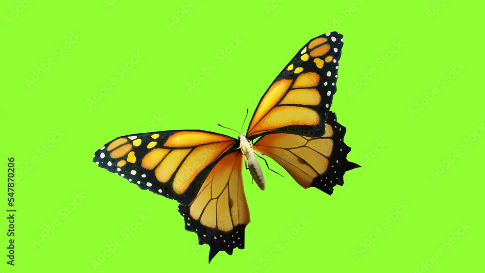 Butterfly flying Close up with green screen chroma key, 3D rendering ...