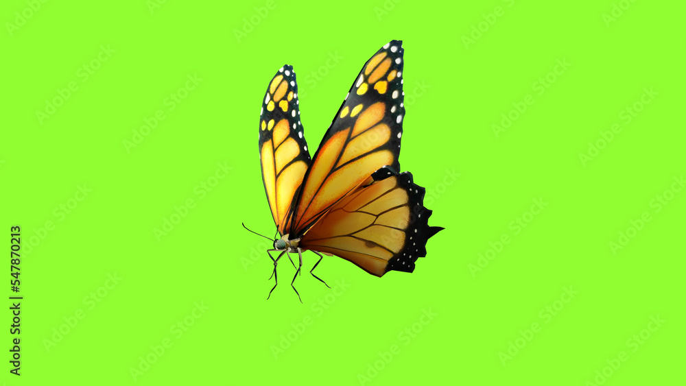 Butterfly flying Close up with green screen chroma key, 3D rendering ...