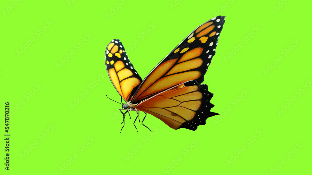 Butterfly flying Close up with green screen chroma key, 3D rendering ...
