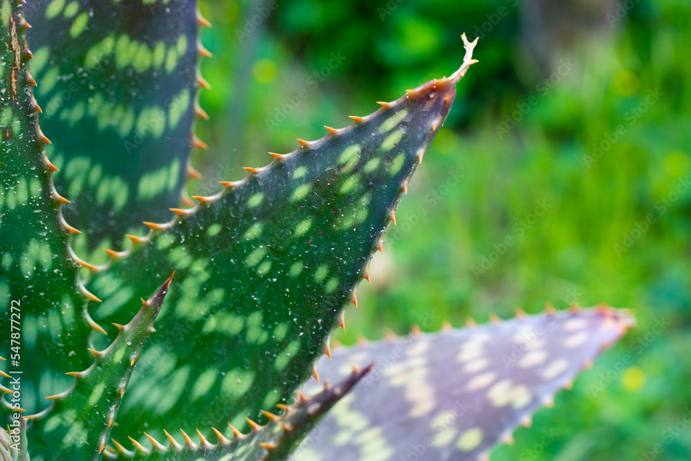Aloe jucunda - an ornamental plant - green leaves, white spots, red ...