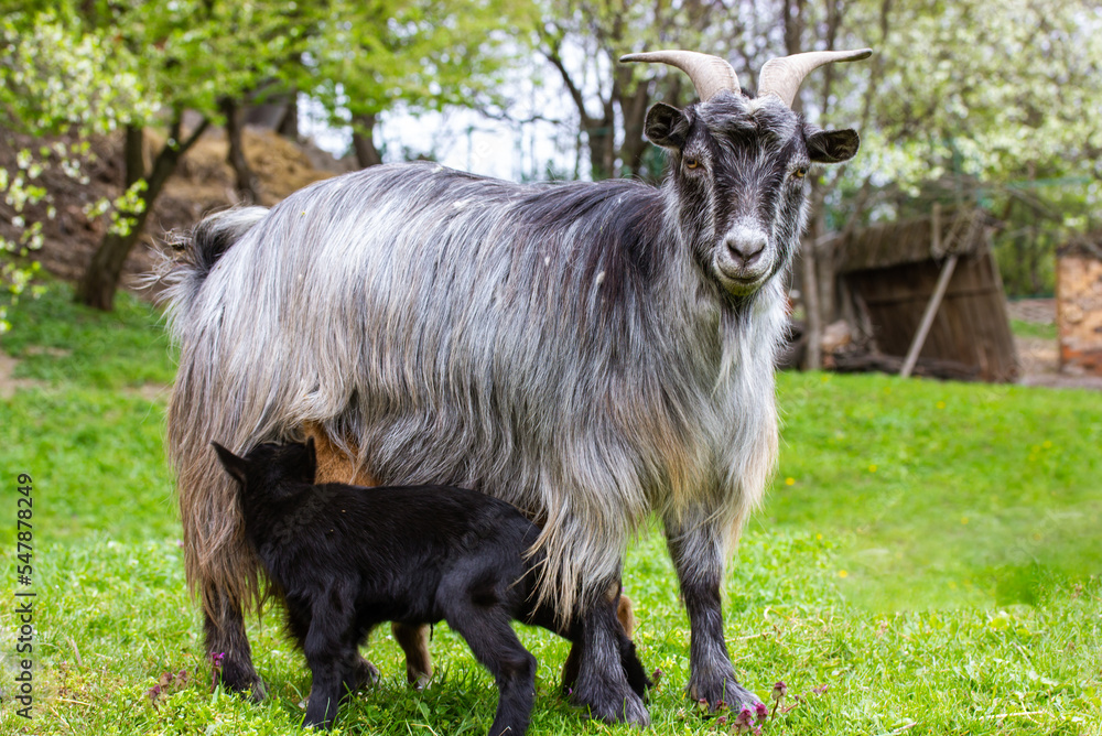 Fotografia do Stock: A gray adult goat with little goats is standing in ...