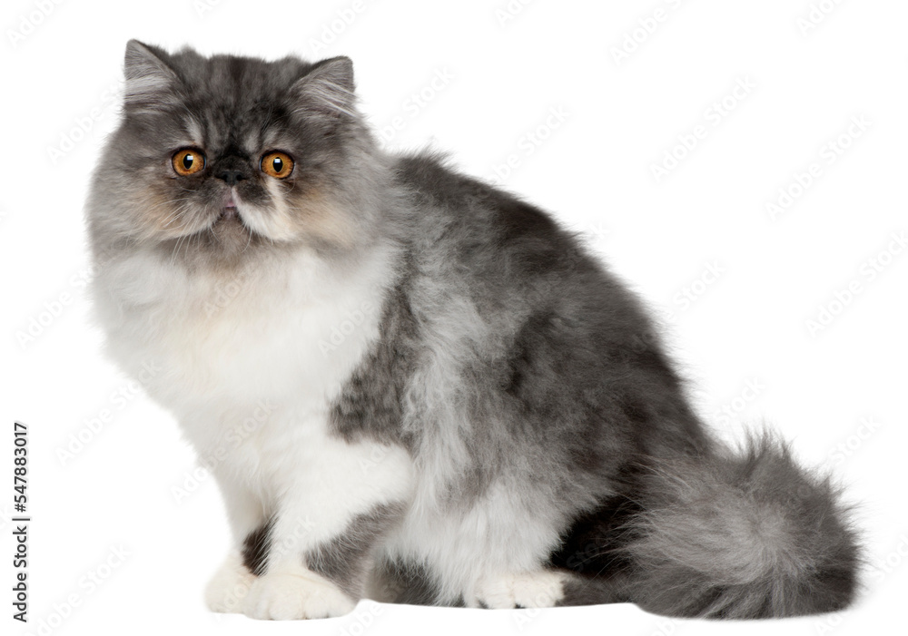 cat png transparent image Stock Photo | Adobe Stock