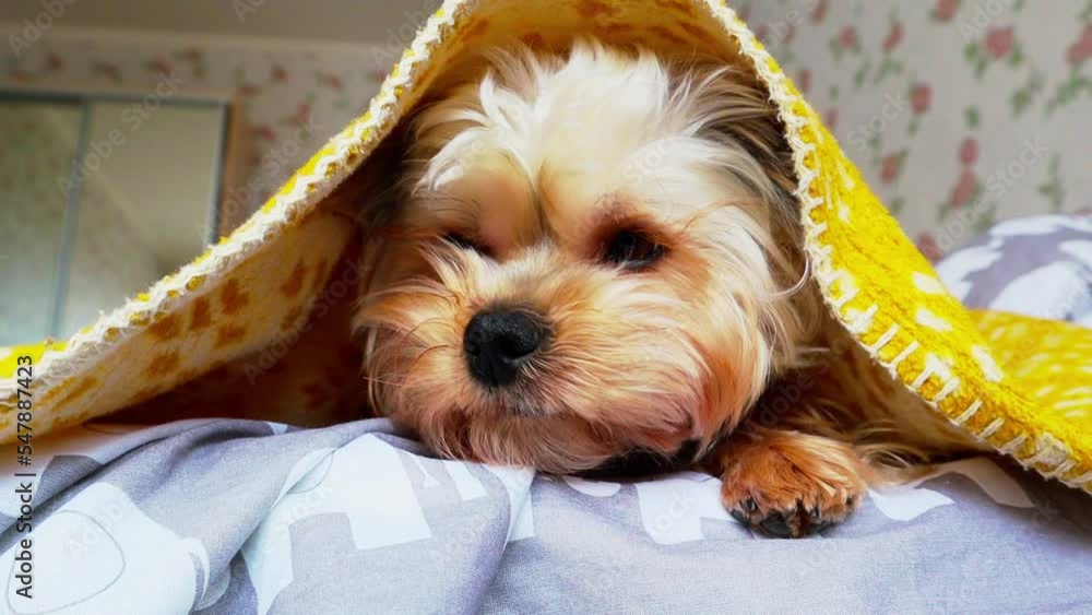 Small cute domestic doggy Yorkshire Terrier breed lying under yellow ...