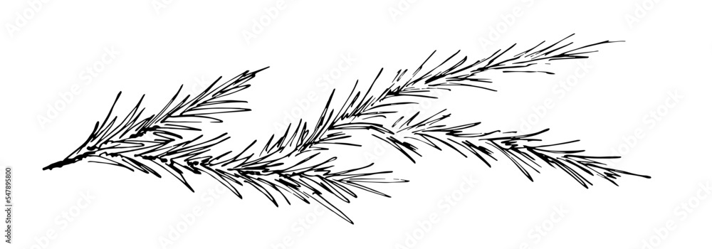 Pine Branch Clipart Black And White