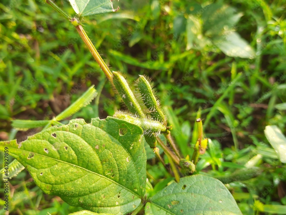 Vigna mungo plant. Its other names black gram, urad bean, mash kalai ...
