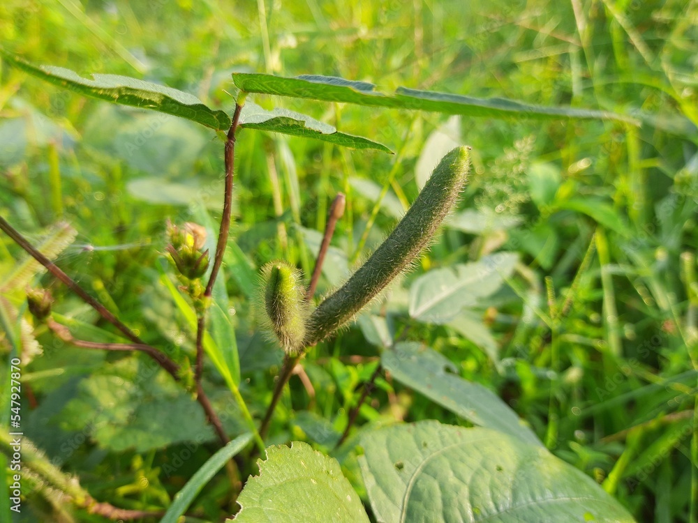 Vigna mungo plant. Its other names black gram, urad bean, mash kalai ...