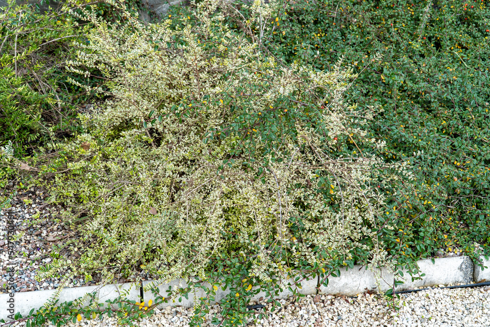 Young bush Japanese barberry or Berberis thunbergii varieties Sensation ...
