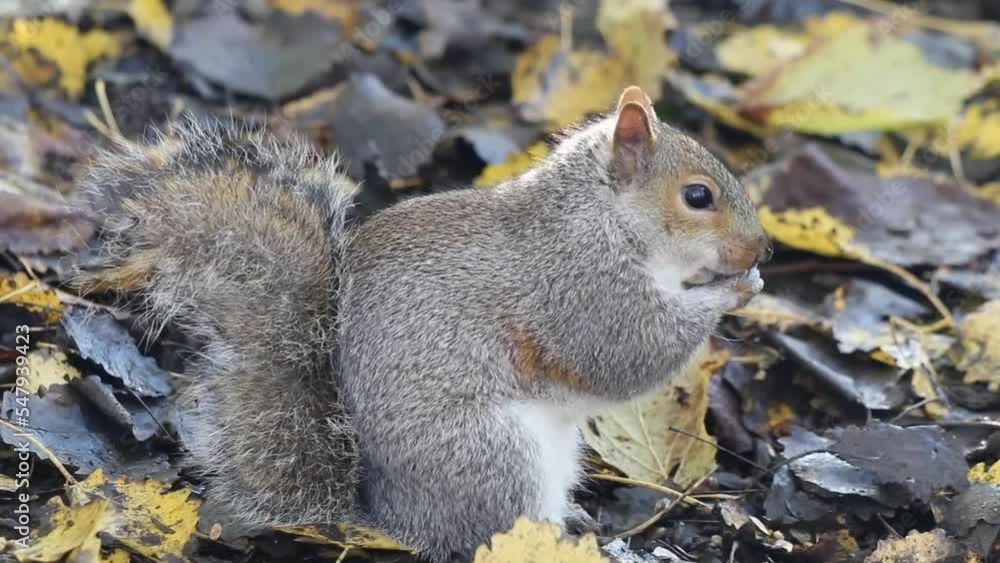 A baby grey squirrel running around the forest and collecting seeds and ...