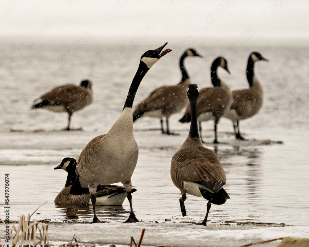 Canada Geese Photo and Image. On ice water in the springtime with ...