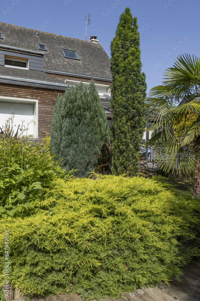 Différentes variétés de conifère dans un jardin foto de Stock | Adobe Stock