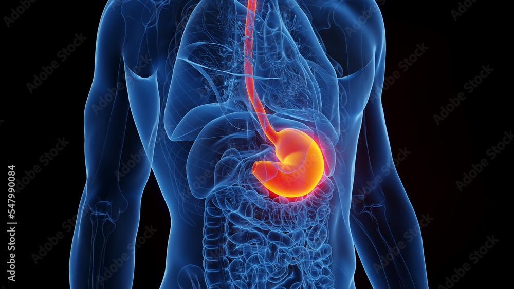3D Rendered Medical Illustration of Male Anatomy - The Stomach. Plain ...