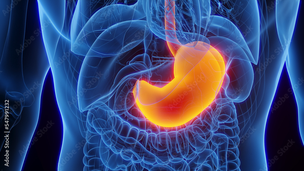 Poster 3D Rendered Medical Illustration of Male Anatomy - The Stomach ...