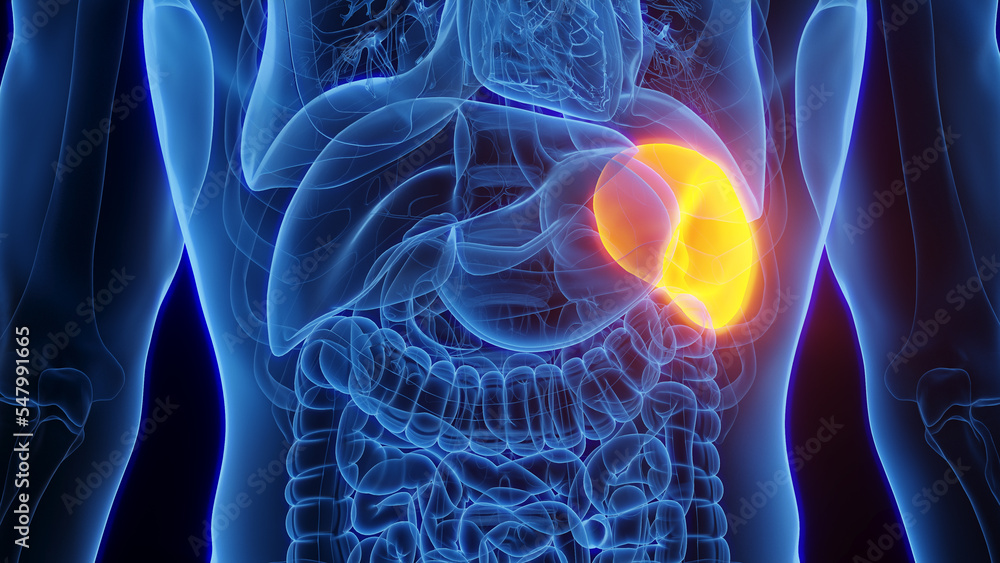3D Rendered Medical Illustration of Male Anatomy - The Spleen. Stock ...
