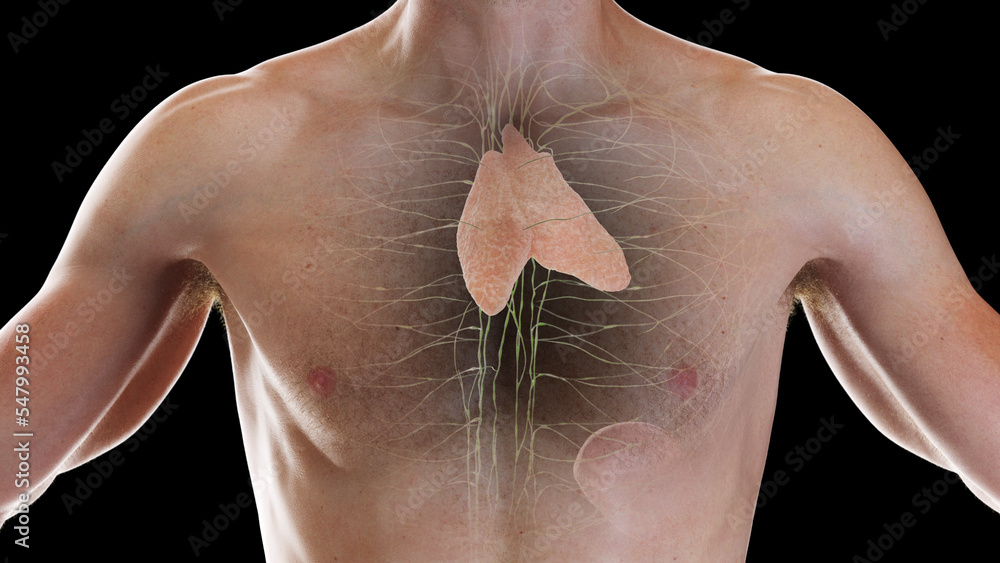 3D Rendered Medical Illustration of Male Anatomy - The lymphatic system ...