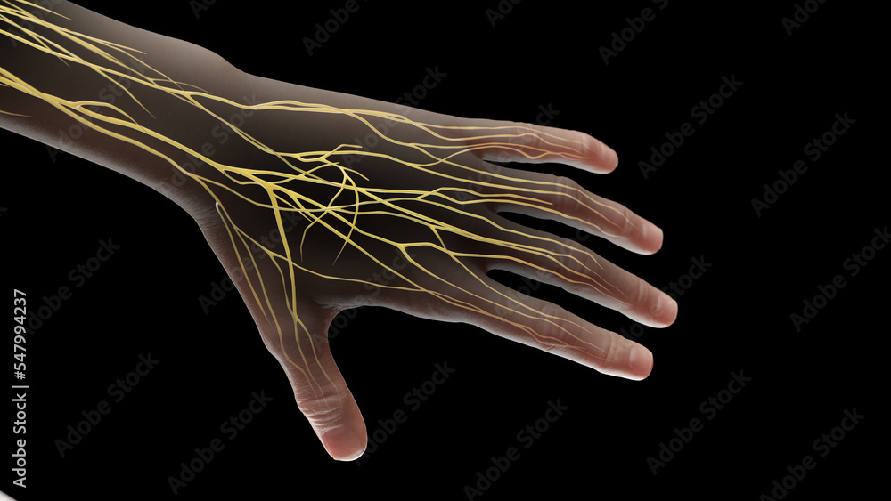3D Rendered Medical Illustration of Female Anatomy - Nerves of Left ...
