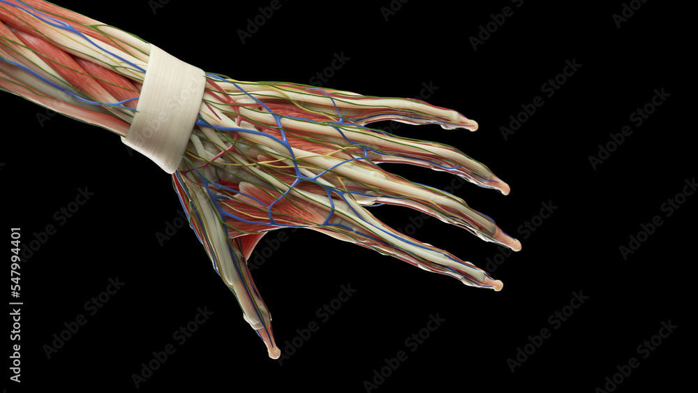 3D Rendered Medical Illustration of Female Anatomy - Muscles of Left ...
