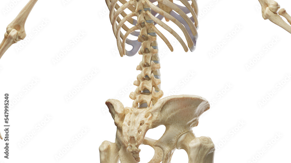 3D Rendered Medical Illustration of Female Anatomy - bones of the ...