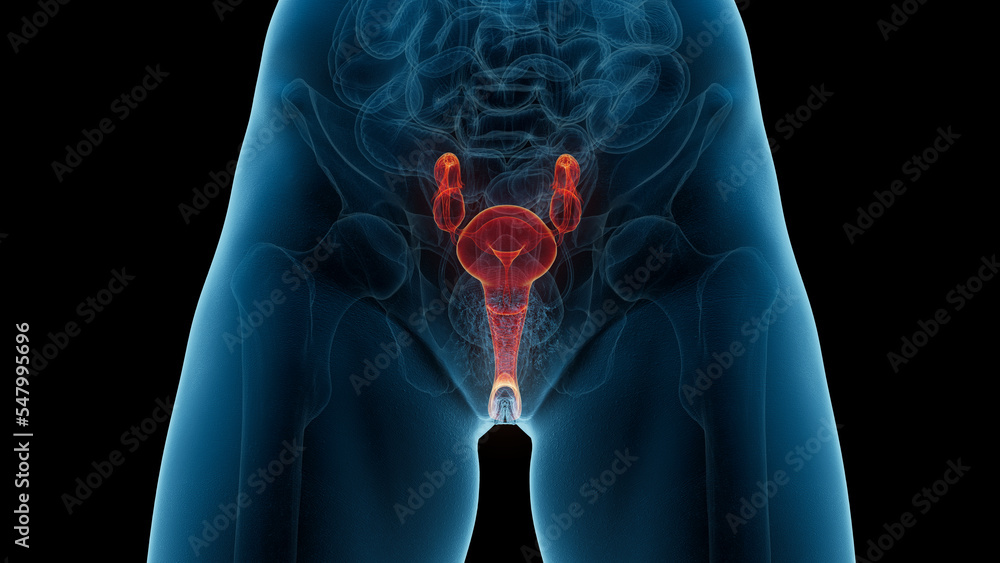 3D Rendered Medical Illustration of Female Anatomy - Reproductive system. Stock Illustration ...