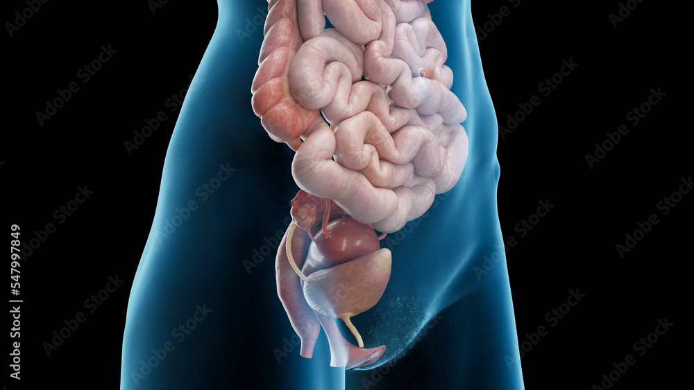 3D Rendered Medical Illustration of Female Anatomy - Visceral organs of ...