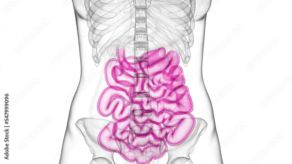 Poster 3D Rendered Medical Illustration of Female Anatomy - small ...
