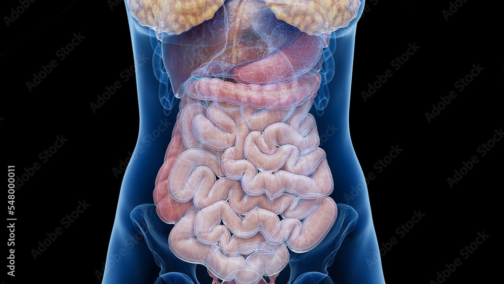 3D Rendered Medical Illustration of Female Anatomy - Visceral Organs ...