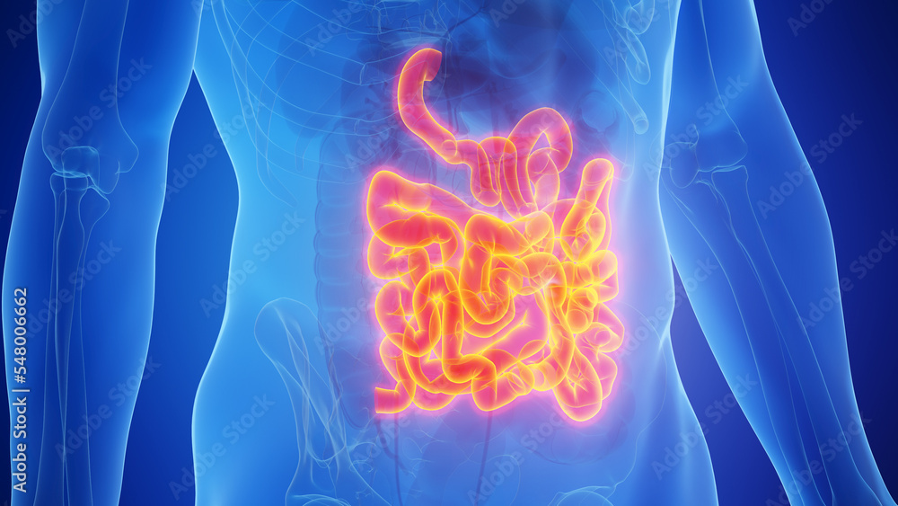 3D Rendered Medical Illustration of Male Anatomy - The Small Intestine ...