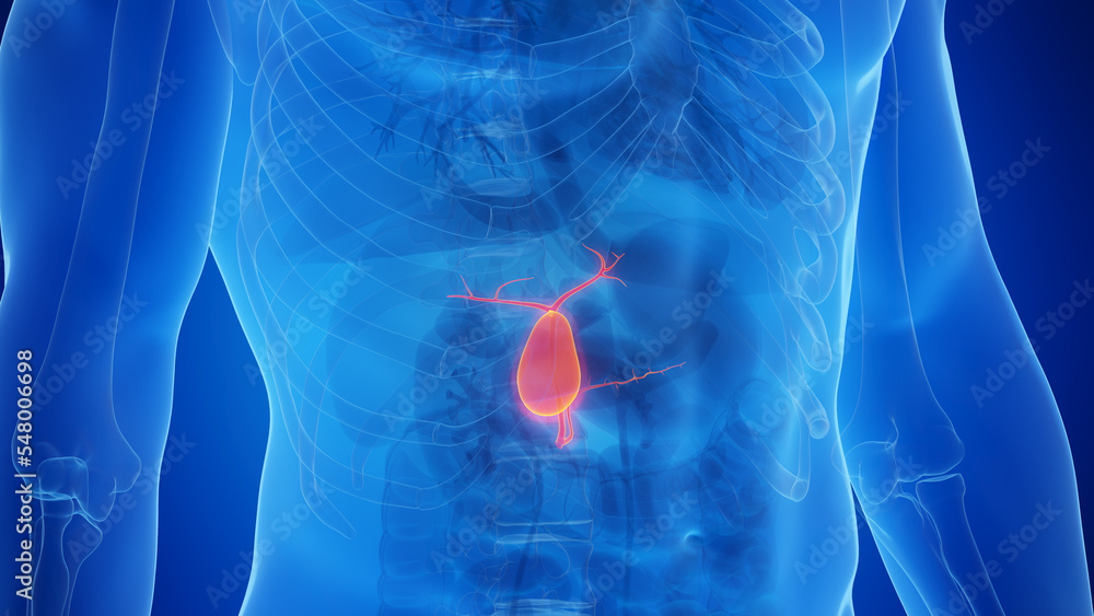 3D Rendered Medical Illustration of Male Anatomy - The Gallbladder ...