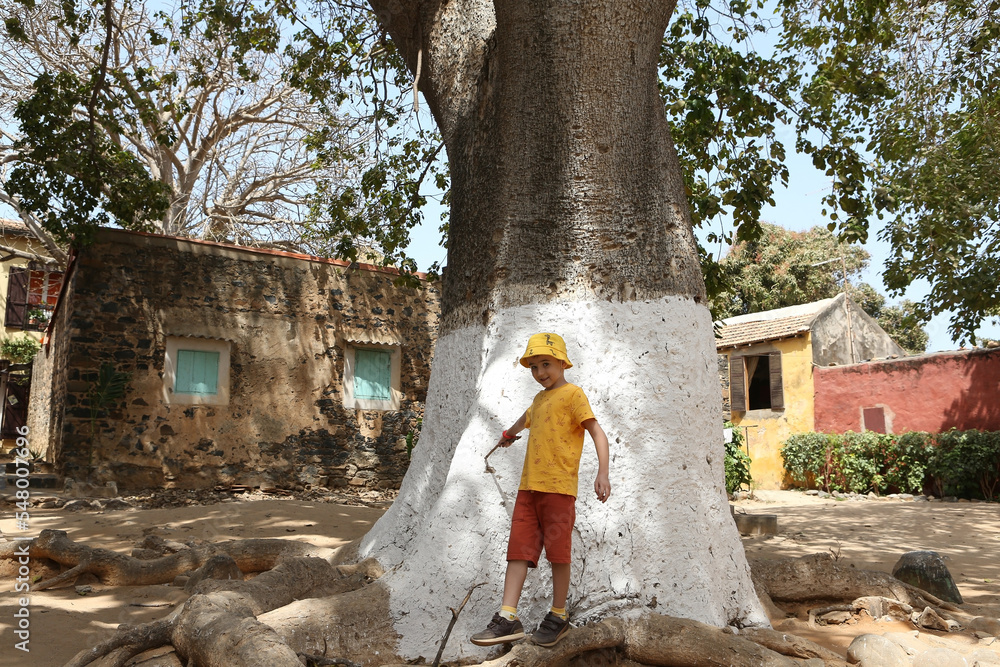 Tourist child, cute kid, fashion boy and baobab tree. Senegalese street ...