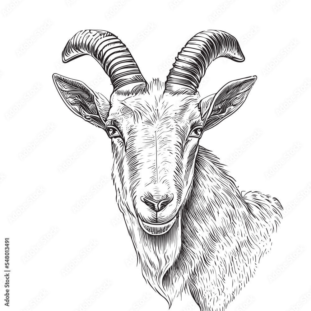 Farm goat portrait hand drawn sketch Farm cattle Vector illustration ...
