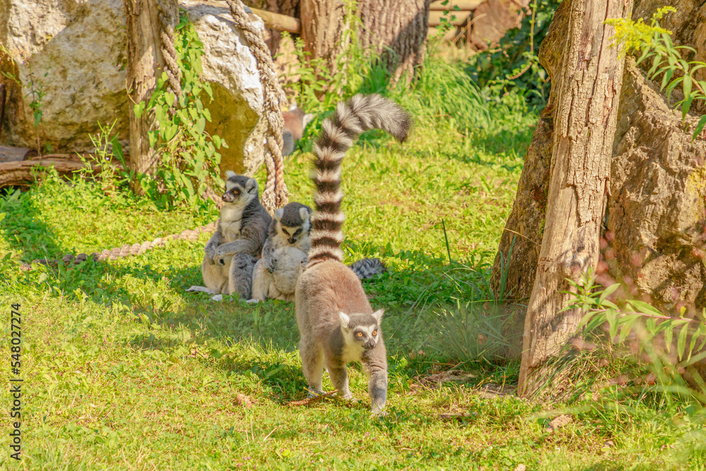 The ring-tailed lemur of Madagascar, a strepsirrhine primate. Lemur ...