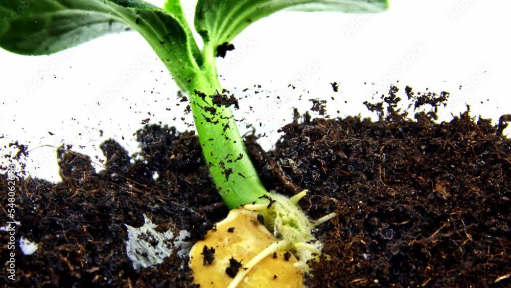Isolated macro timelapse of pumpkin grain planted under the ground and ...