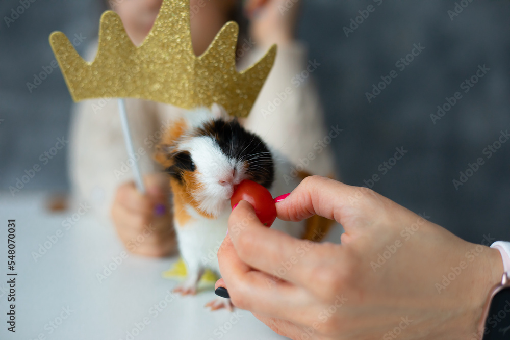 Trichromatic guinea pig sit on table closeup and eat from female hand ...