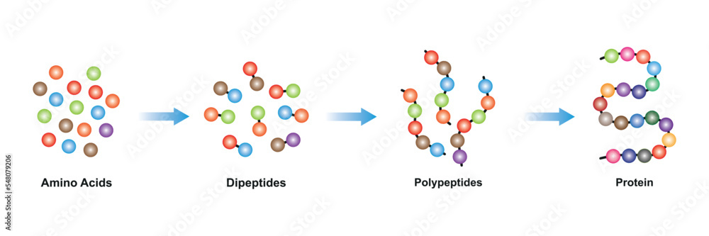 Scientific Designing of Protein Molecule Formation Levels. Colorful ...