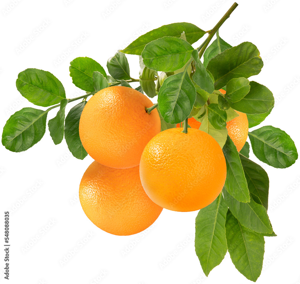 Orange Fruit With Leaves