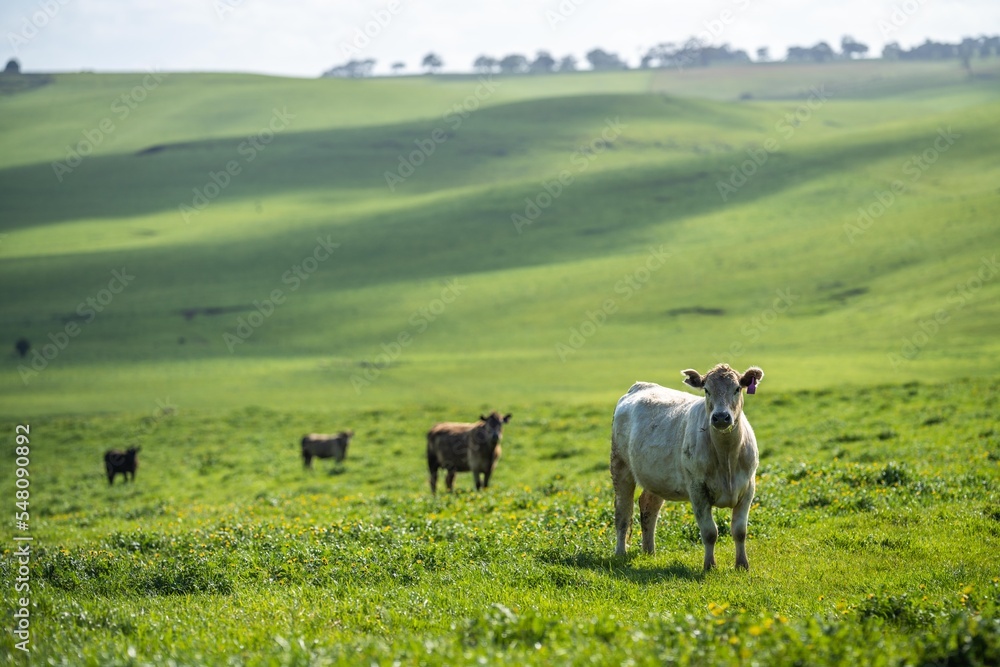 cows and cattle stud organic and regenerative agriculture Stock Photo ...
