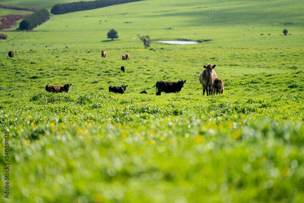 cows and cattle stud organic and regenerative agriculture Stock Photo ...