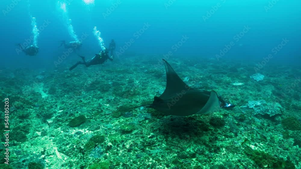 Manta ray swimming with scuba divers watching in Bali Nusa Penida vídeo ...