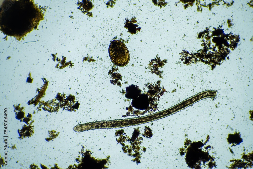 insect parasite in the soil in australia Stock Photo | Adobe Stock