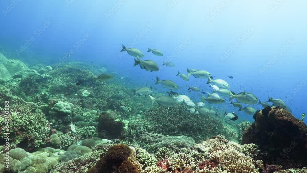 Tropical fish and corals on a tropical reef in Nusa Penida Bali Stock ...