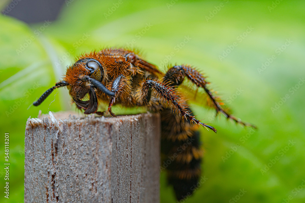Scoliid wasp scary face on the wood near the green leaf, this giant ...