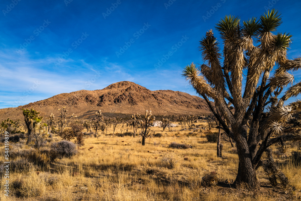 Mojave National Preserve Desert, mountain peak, thriving Joshua trees ...