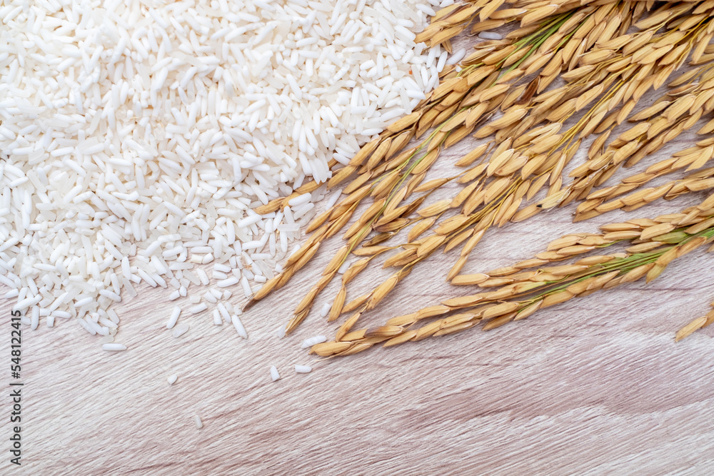 ears and white rice grain placed on modern wooden table, and nature ...