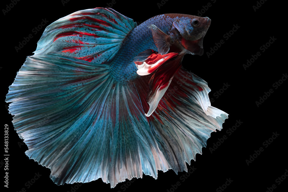 Beautiful movement of blue red betta fish, Siamese fighting fish, Betta ...